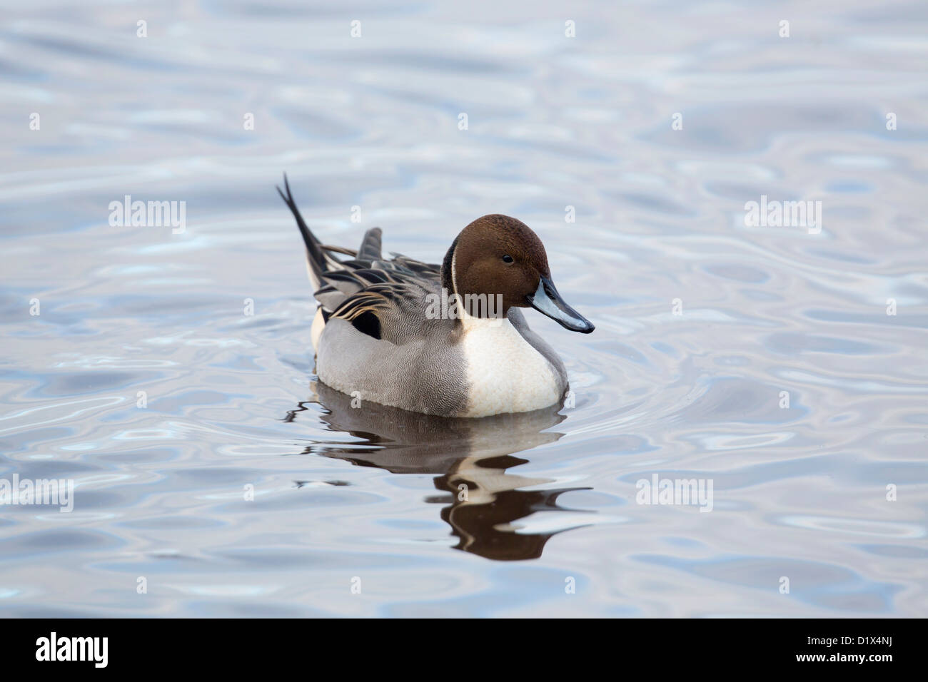 Male pintail wing hi-res stock photography and images - Alamy