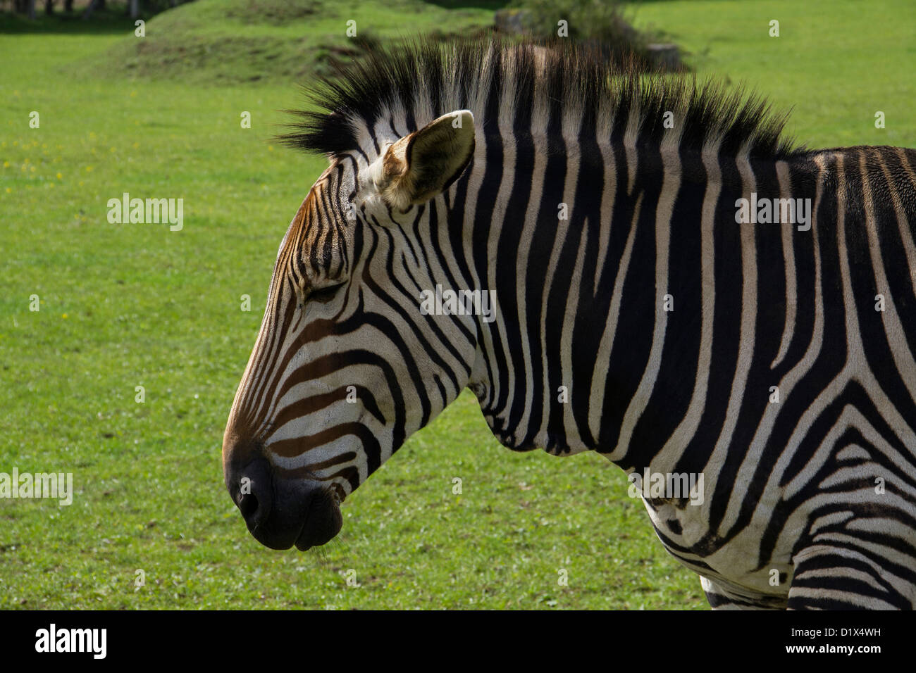 Sad Zebra High Resolution Stock Photography and Images - Alamy