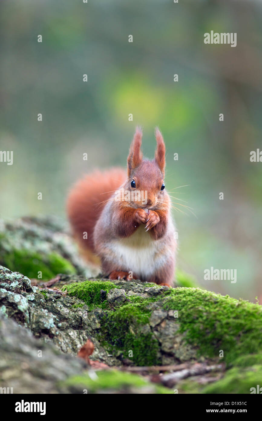 Red Squirrel; Sciurus vulgaris; UK ;Eating Stock Photo - Alamy