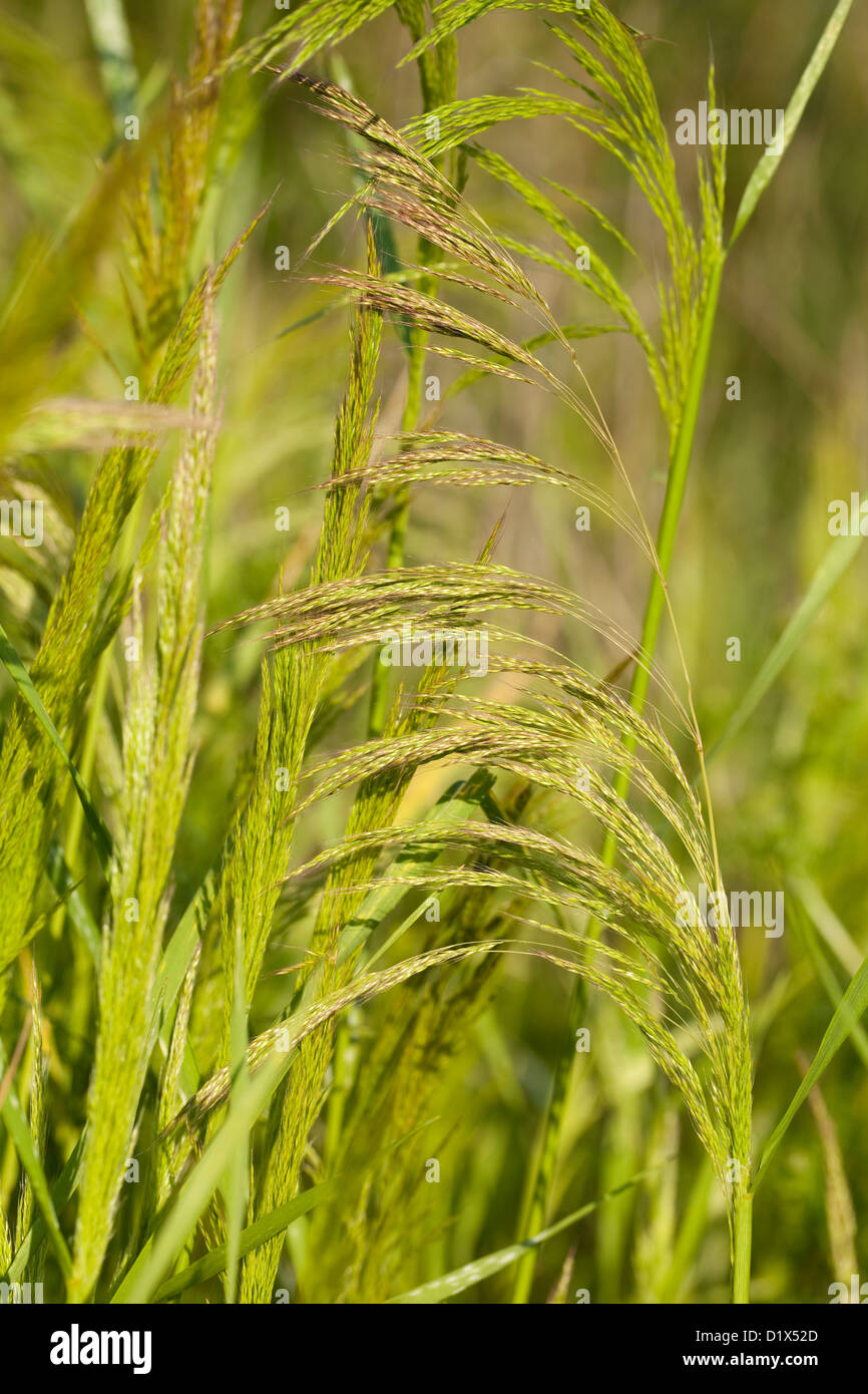 young grass (Apera spica-venti) as background Stock Photo - Alamy