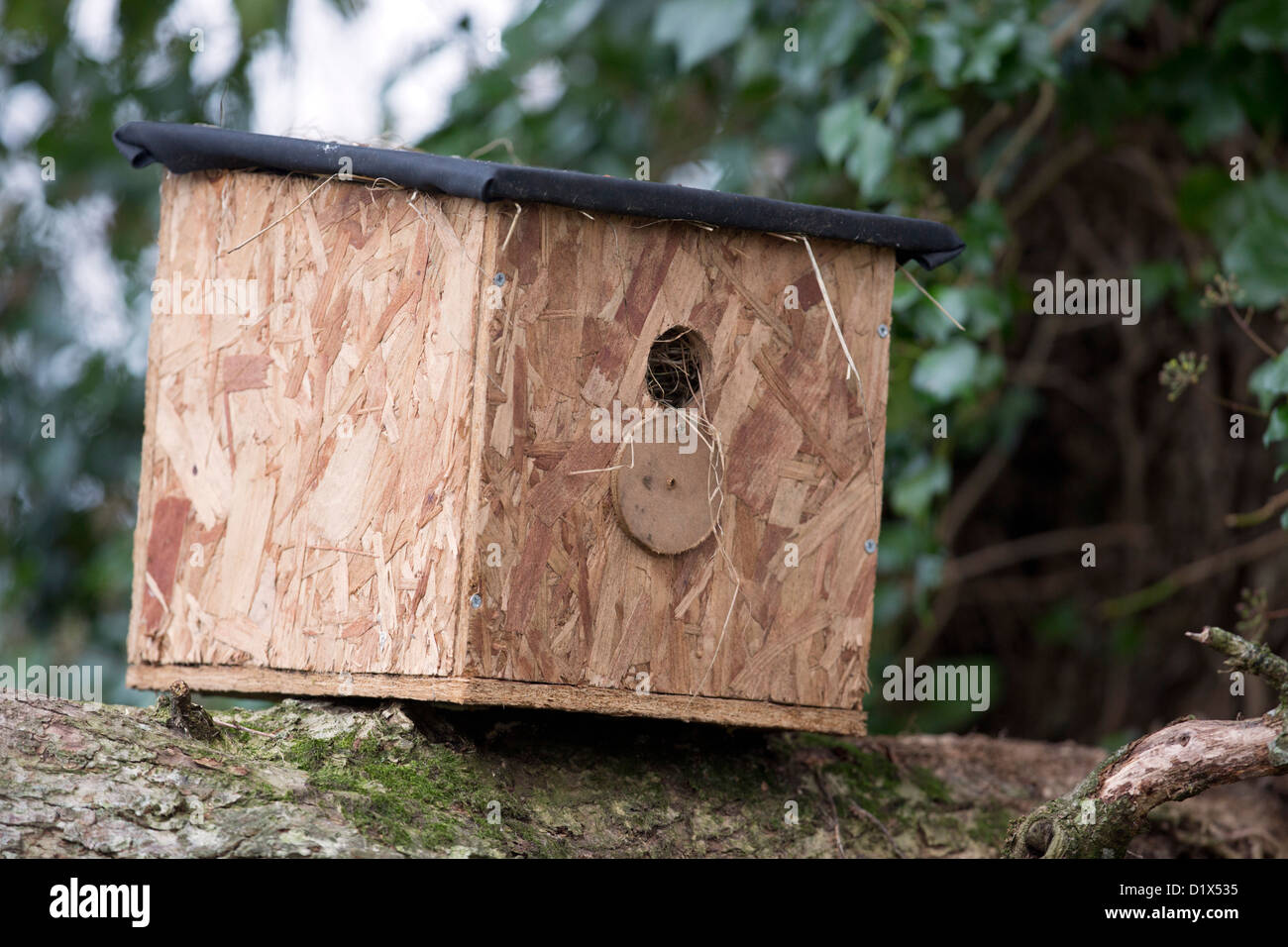 Red squirrel nest box hi-res stock photography and images - Alamy