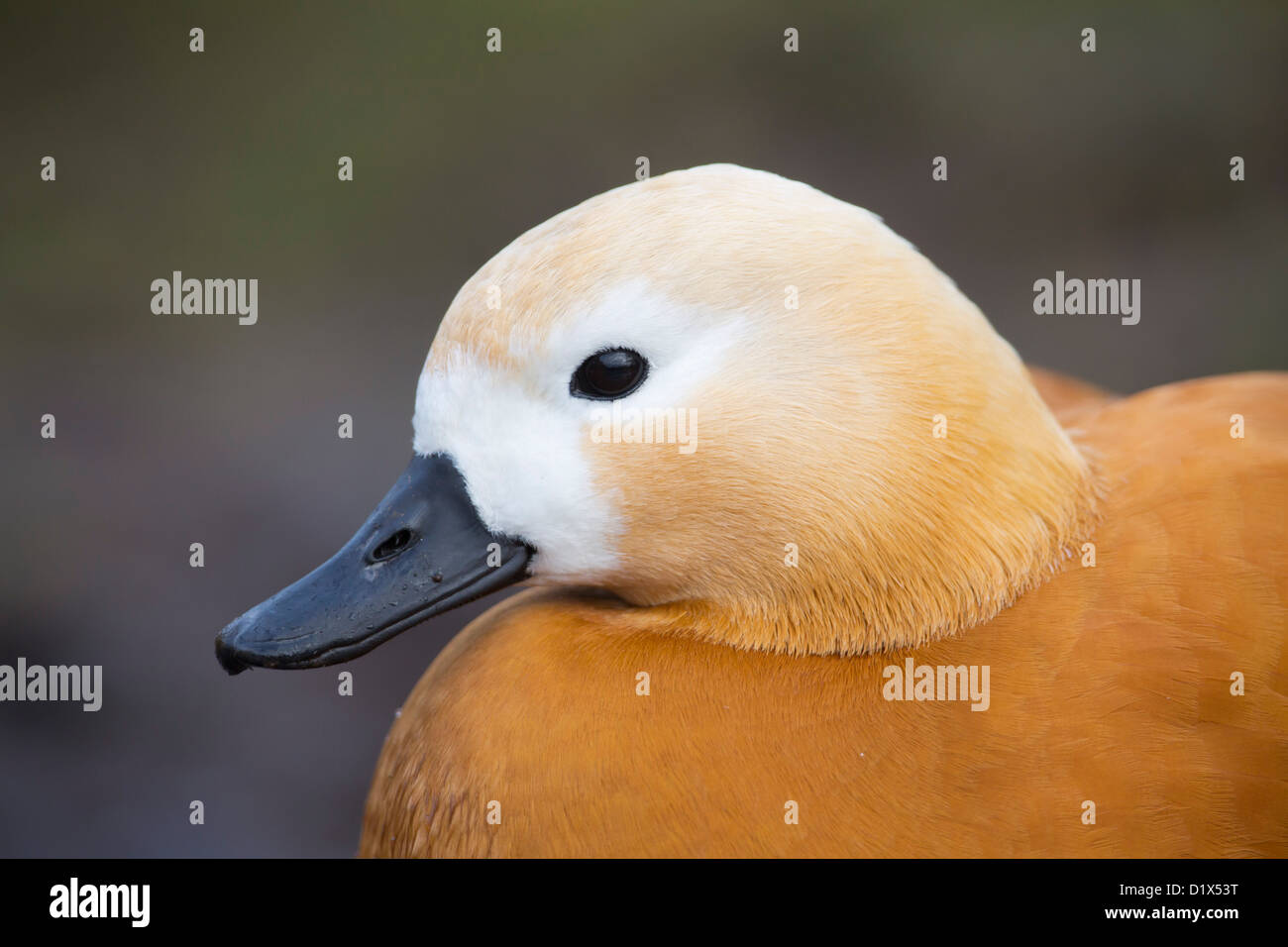 Female shelduck hi-res stock photography and images - Alamy
