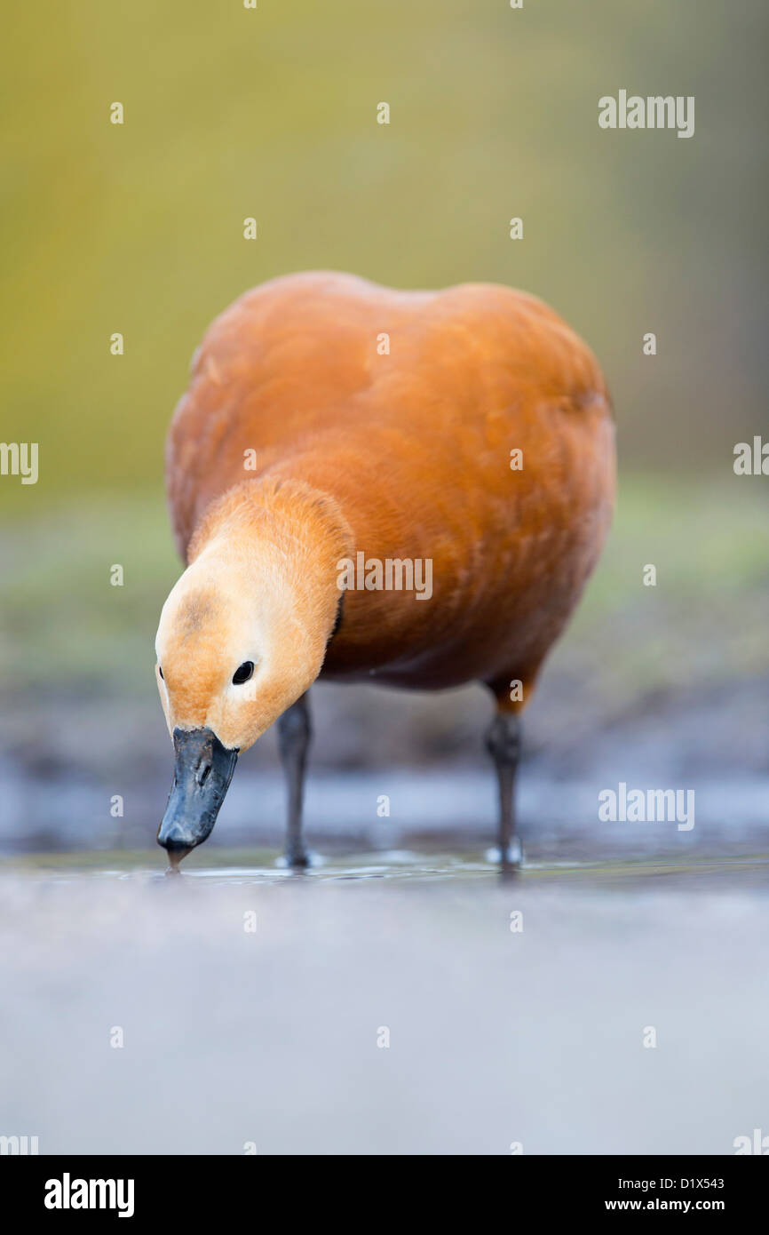 Shelduck male hi-res stock photography and images - Alamy