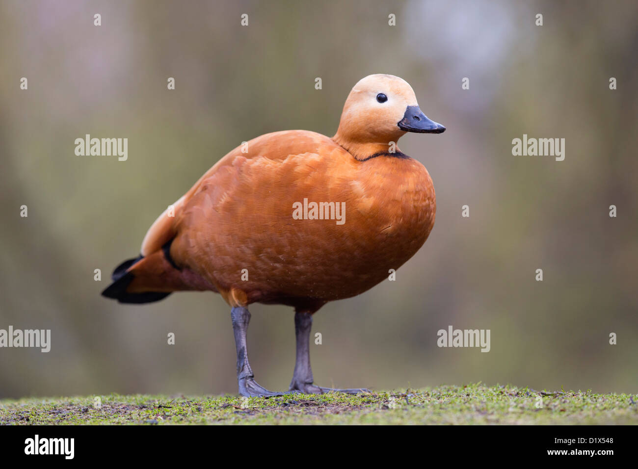 Shelduck male hi-res stock photography and images - Alamy