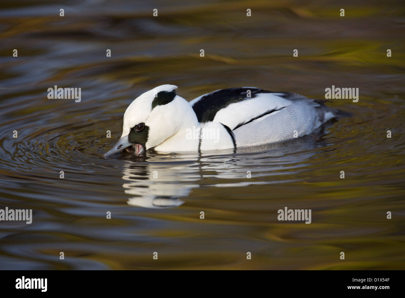 Smew; Mergus albellus; Drake; Winter; UK Stock Photo - Alamy