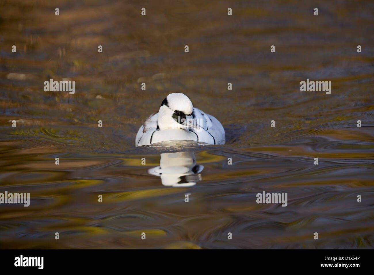 Smew; Mergus albellus; Drake; Winter; UK Stock Photo - Alamy