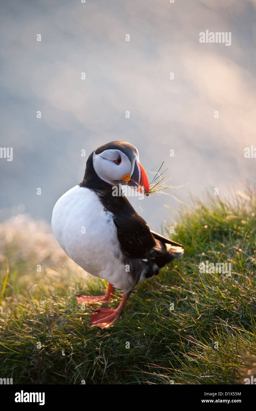 Runde bird island hi-res stock photography and images - Alamy
