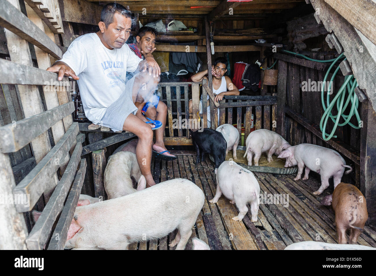 Group of men watching a drove of pigs, Carbon market, Visayas ...