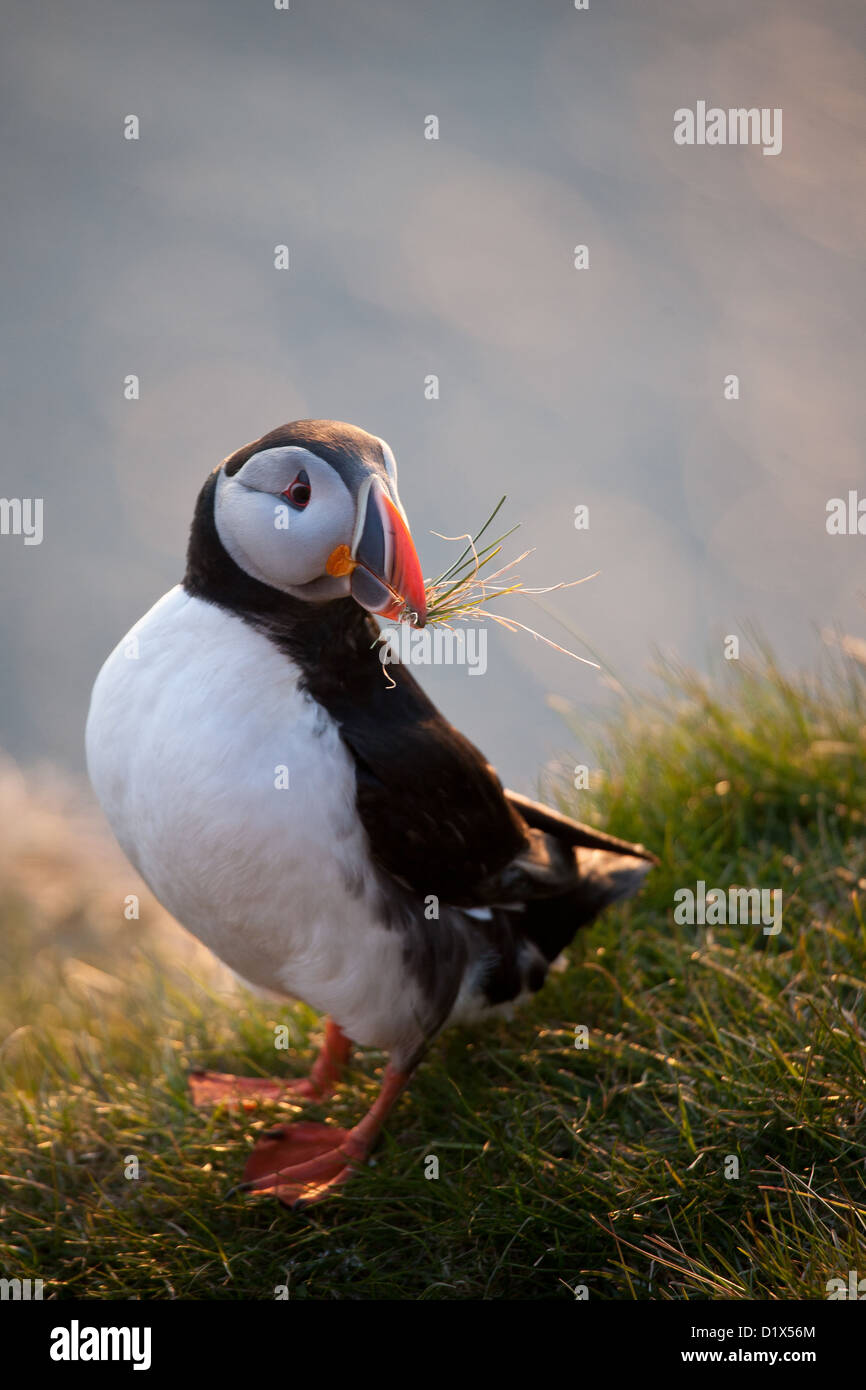 Atlantic Puffin, Fratercula arctica, on the island Runde on the western ...