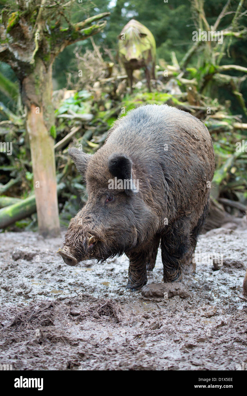 Wild Boar; Sus scrofa; Captive; UK Stock Photo - Alamy