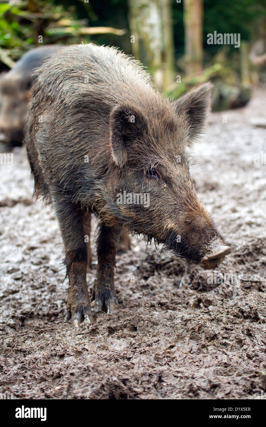 Wild Boar; Sus scrofa; Captive; UK Stock Photo - Alamy