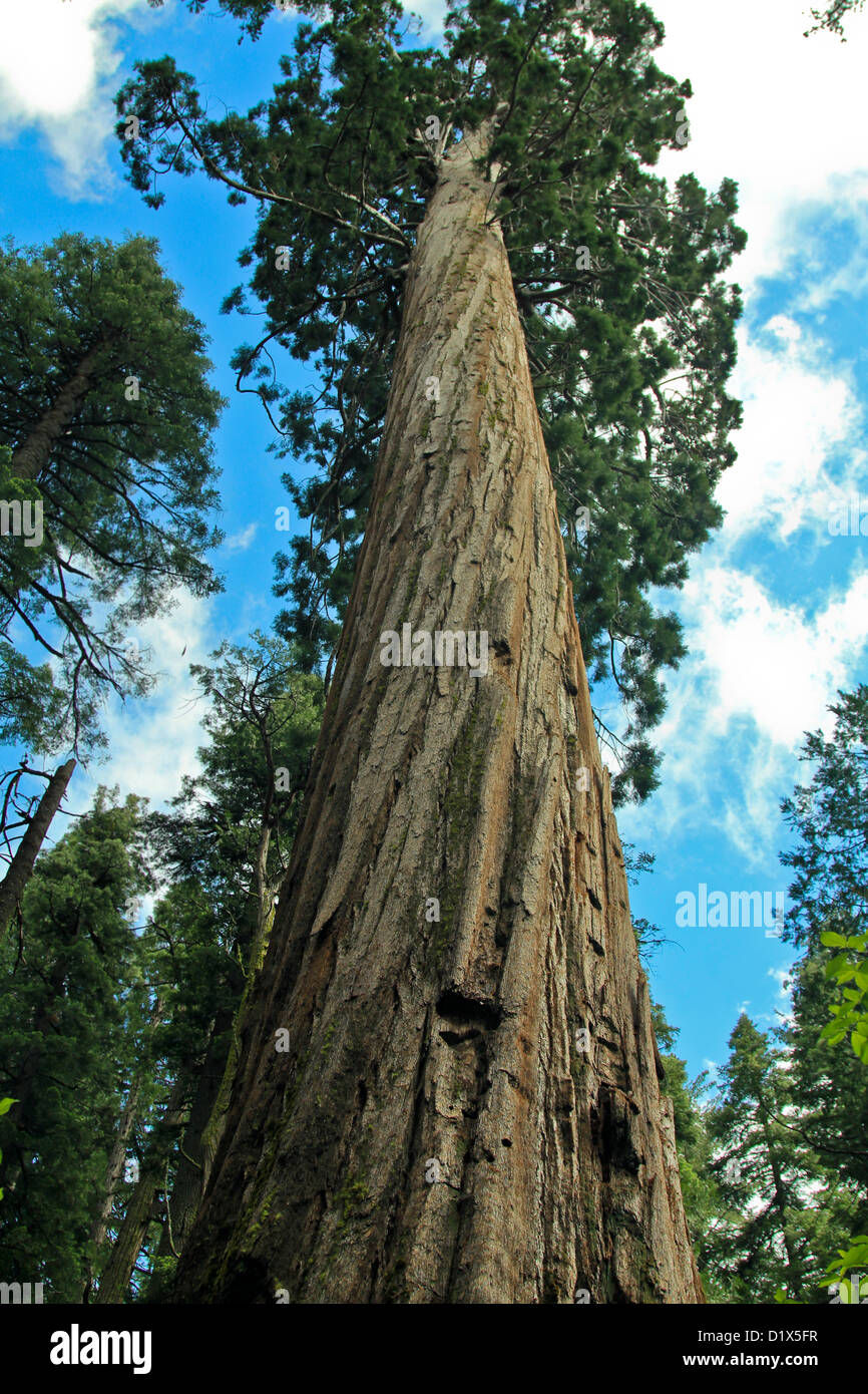 Giant Sequoia, Big Trees, California Stock Photo - Alamy