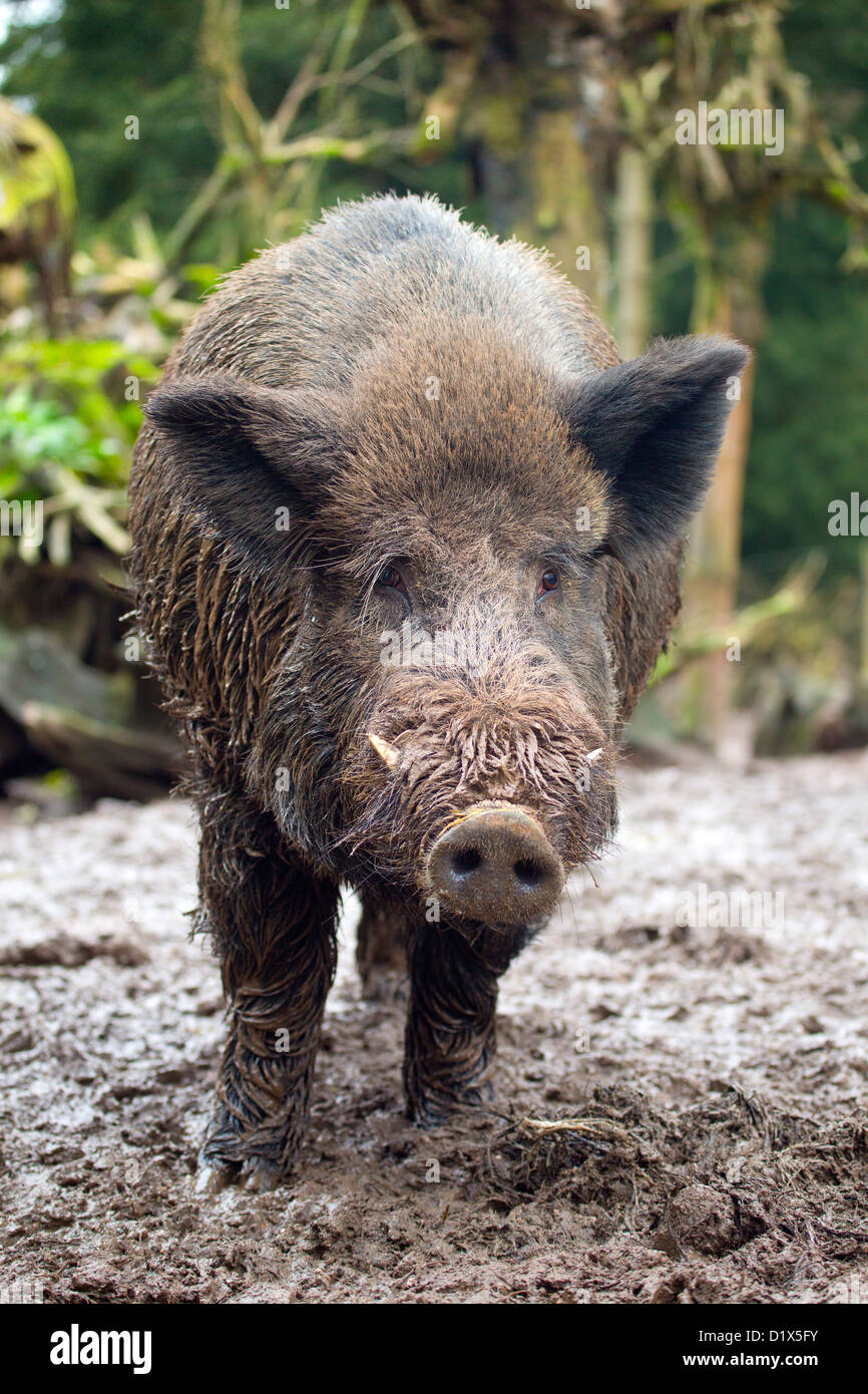 Wild Boar; Sus scrofa; Captive; UK Stock Photo - Alamy
