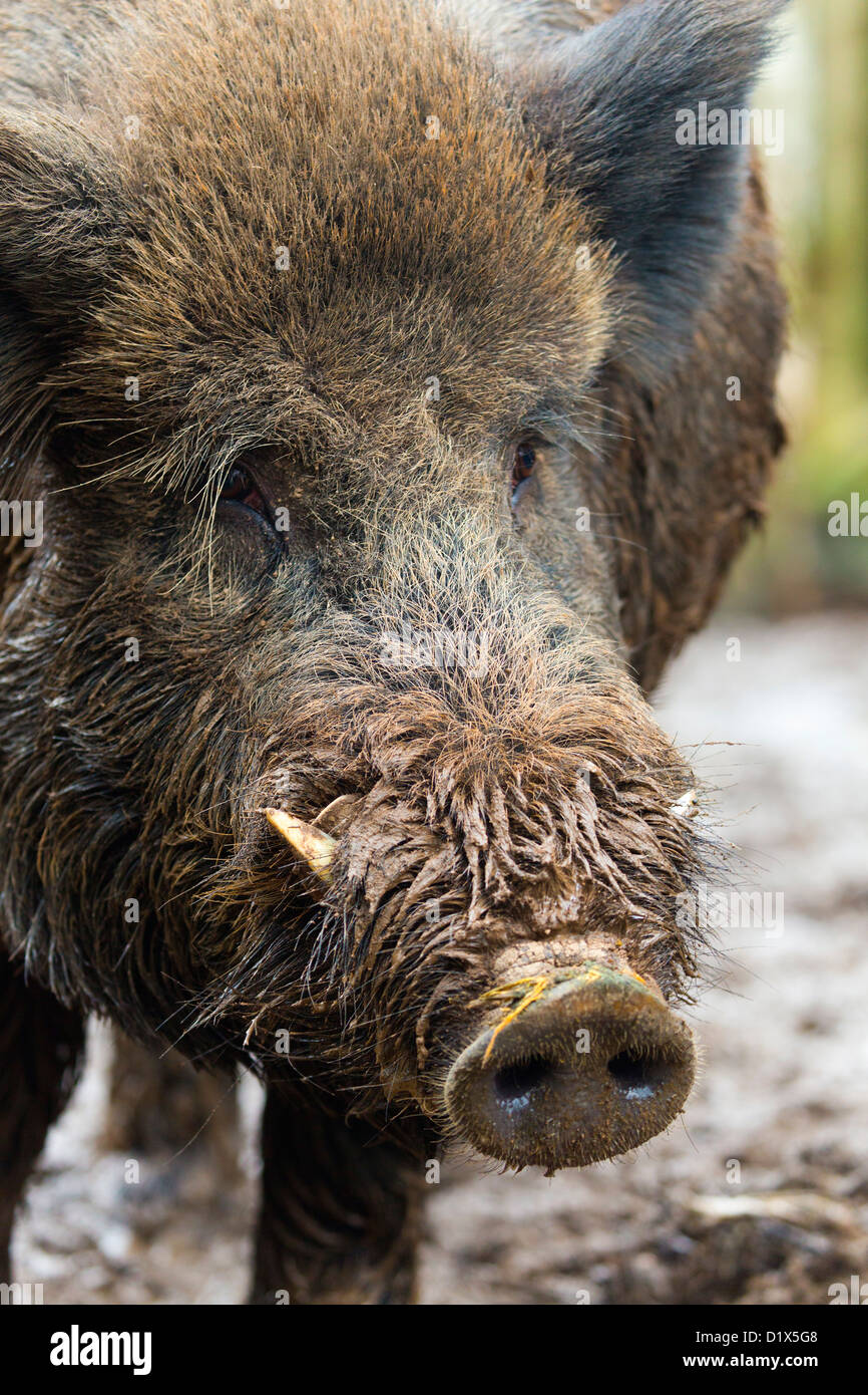 Wild boar tusks hi-res stock photography and images - Alamy