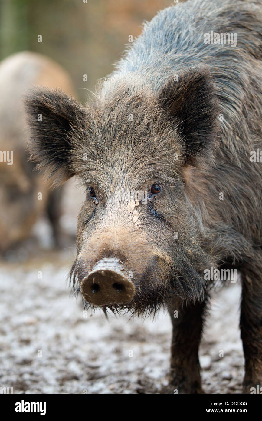 Wild boar britain hi-res stock photography and images - Alamy