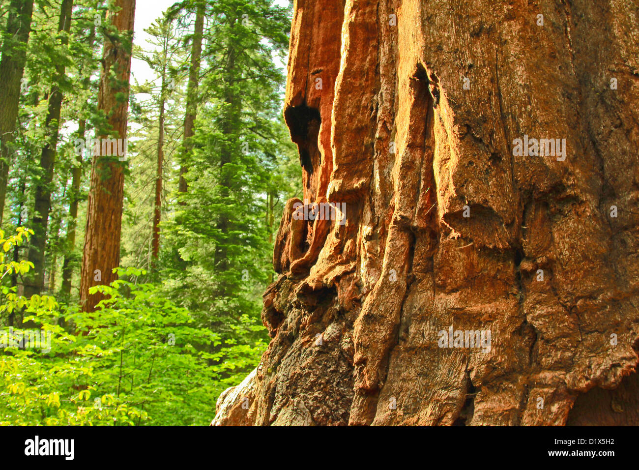 Giant Sequoia, Big Trees, California Stock Photo - Alamy