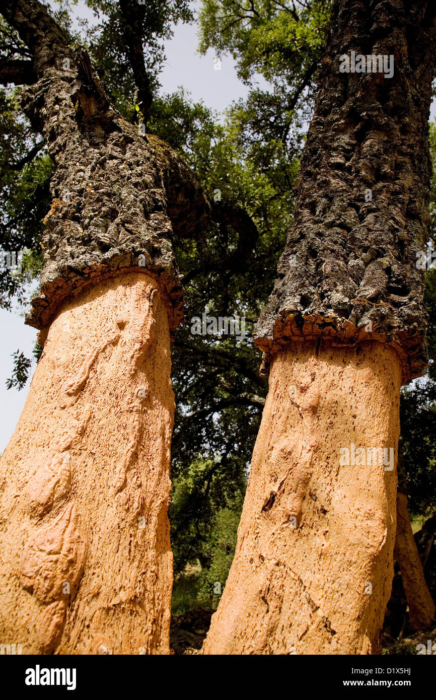 Cork collecting Natural Park Los Alcornocales Cortes de la Frontera ...