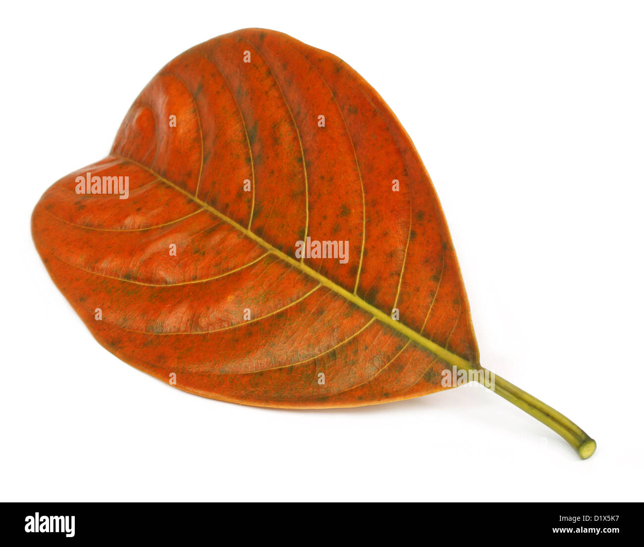 Decorative leaf of Jackfruit plant Stock Photo - Alamy