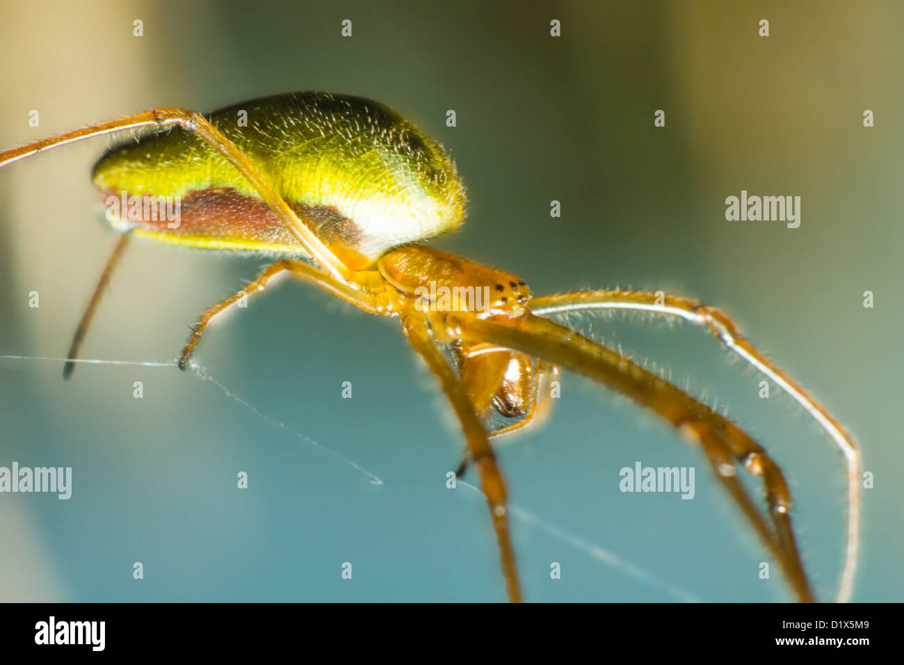 Portrait of a spider Stock Photo - Alamy