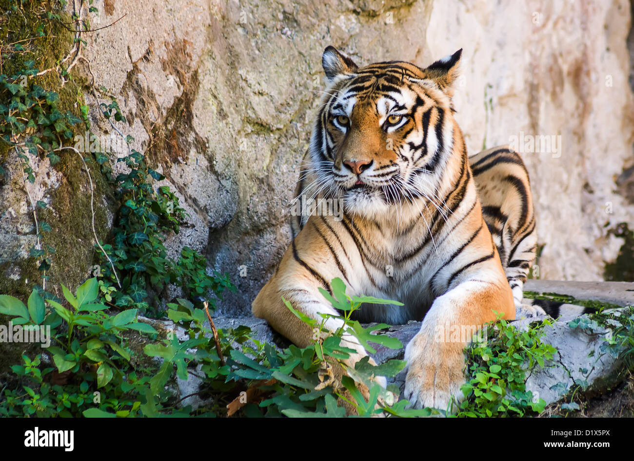 tiger sitting on the ground Stock Photo - Alamy
