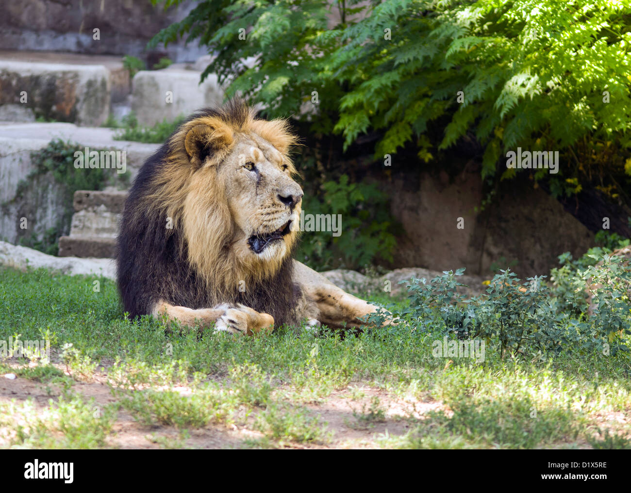 Lion sitting hi-res stock photography and images - Alamy
