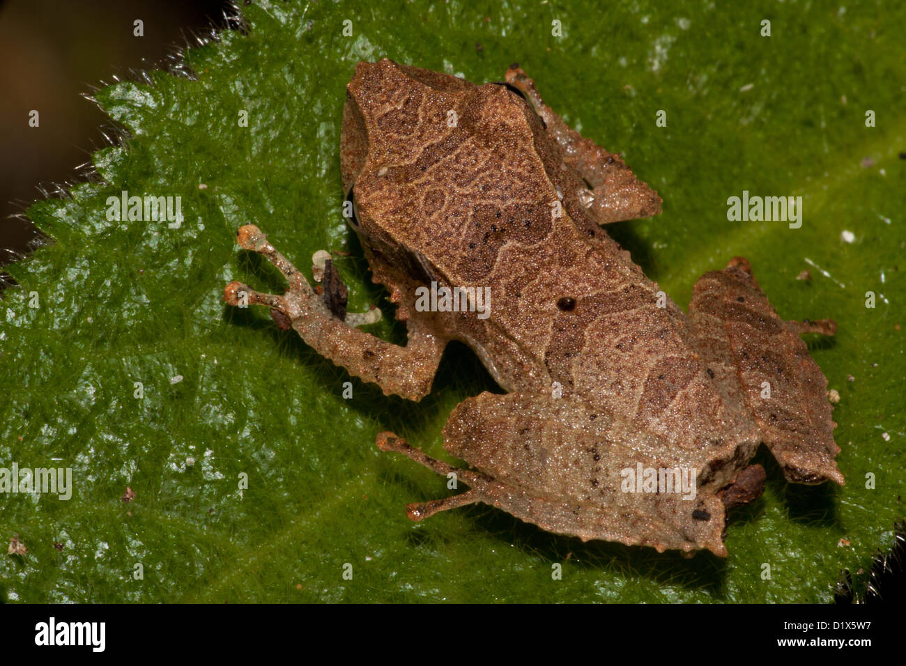 Leaf litter toad in Altos de Campana national park, Panama province ...