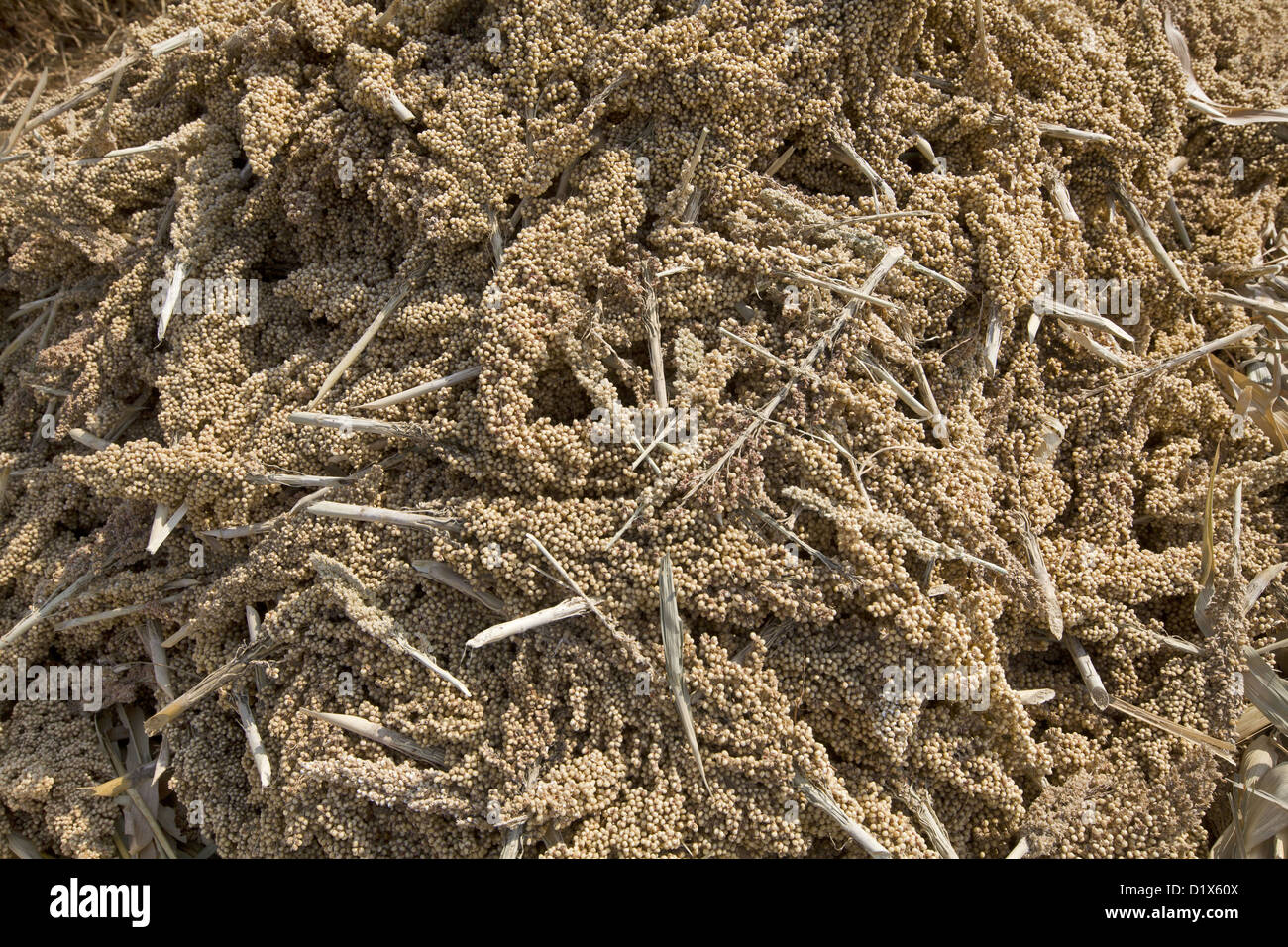 Jawar plant hi-res stock photography and images - Alamy