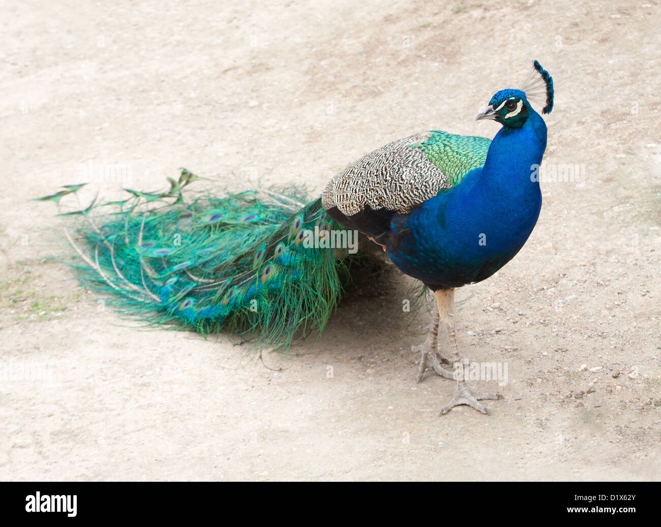 Peacock spots hi-res stock photography and images - Alamy