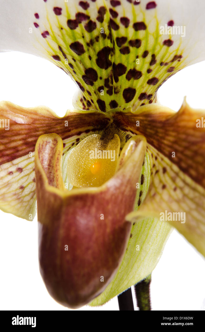 Close up of orchid (Paphiopedilum Maudiae) and vase on white background ...