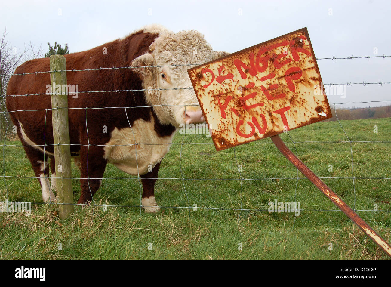 Dangerous bull hi-res stock photography and images - Alamy