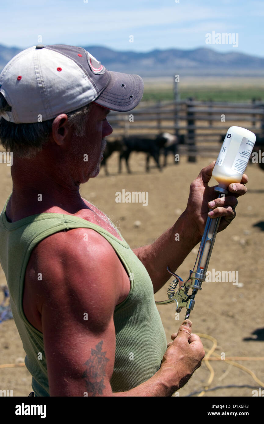 A cowboy preps a vaccination syringe during a branding at the Dalton ...