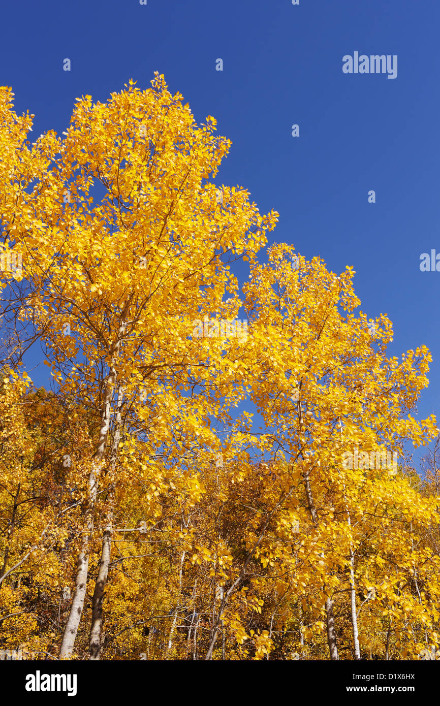 Looking up tall aspen trees hi-res stock photography and images - Alamy