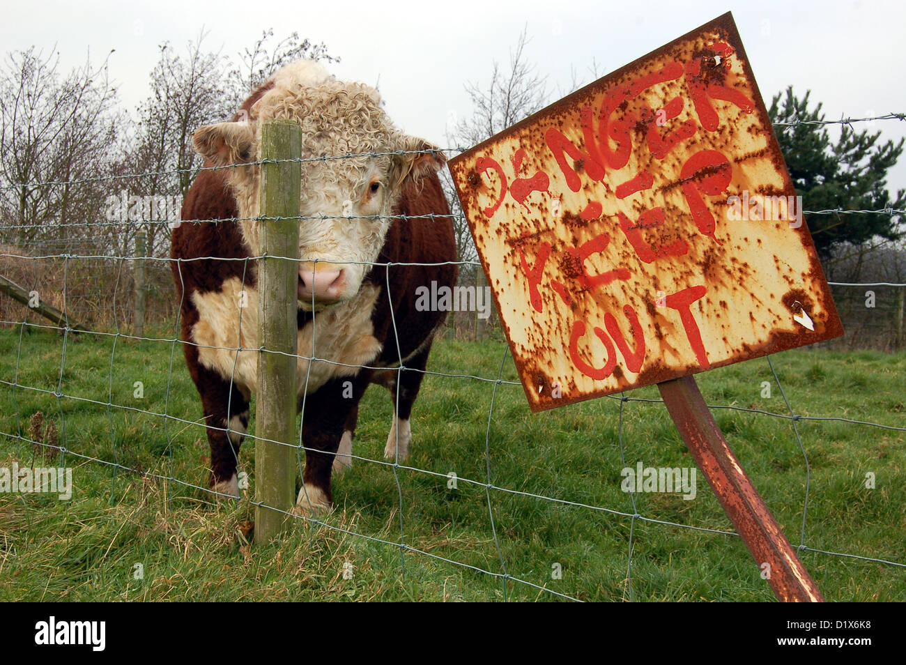 Dangerous bull hi-res stock photography and images - Alamy
