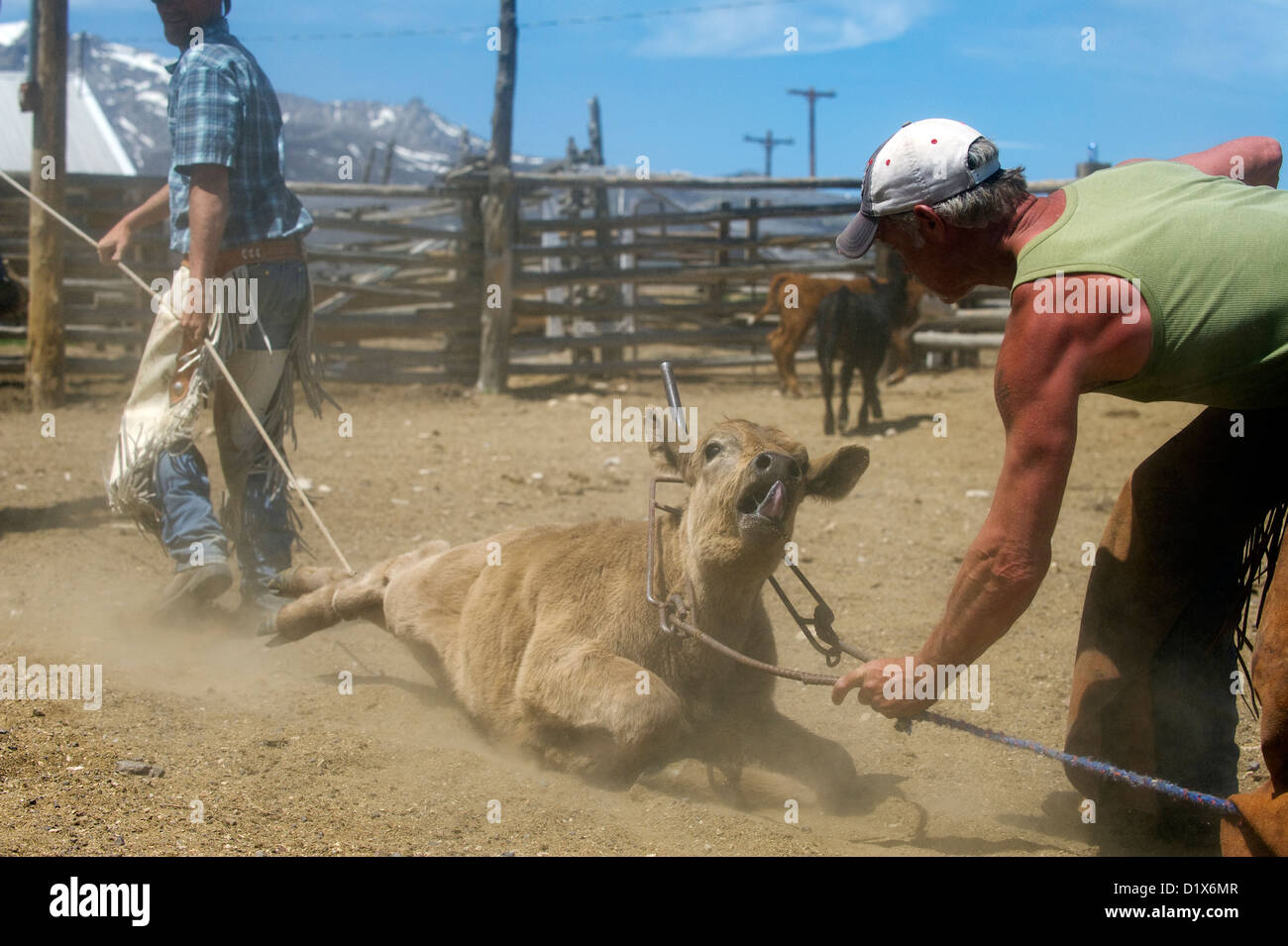 Two cowboys rope and brand cattle at the Dalton Ranch in Wells, NV ...