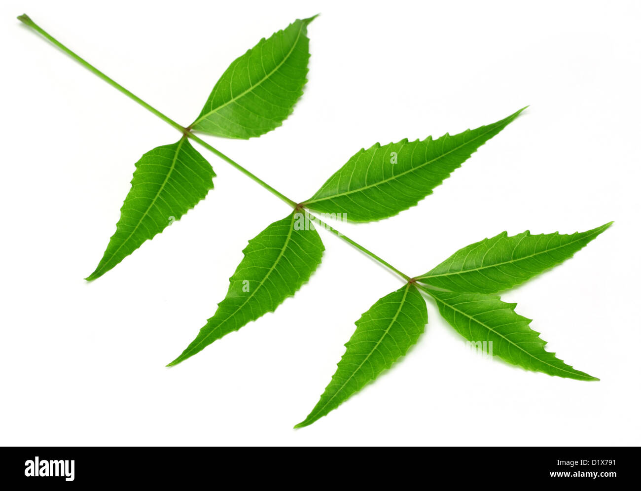 Medicinal neem leaves over white background Stock Photo - Alamy