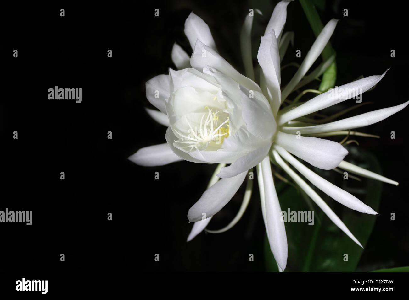 Rare night queen flower Stock Photo - Alamy