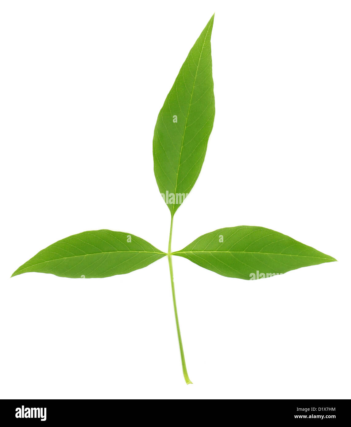 Vitex Negundo or Medicinal Nishinda leaves Stock Photo - Alamy