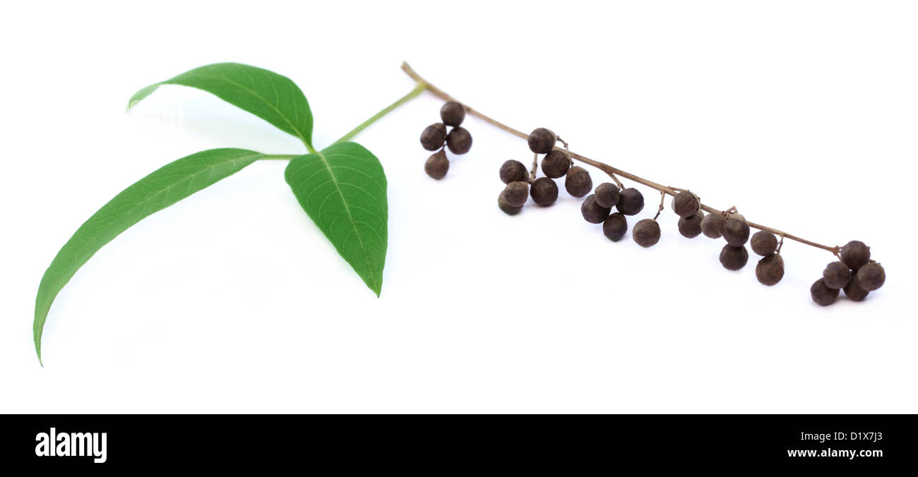 Vitex Negundo or Medicinal Nishinda leaves Stock Photo - Alamy