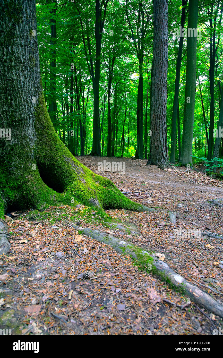 Mixed forest beech pine spruce oak in hi-res stock photography and ...