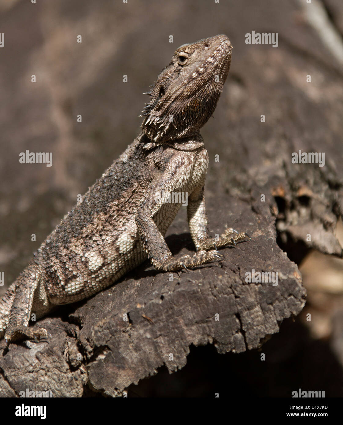 Australian eastern bearded dragon lizard - Pogona barbata - on a log in ...