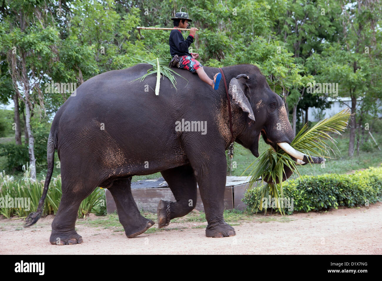 Ride an elephant Stock Photo - Alamy