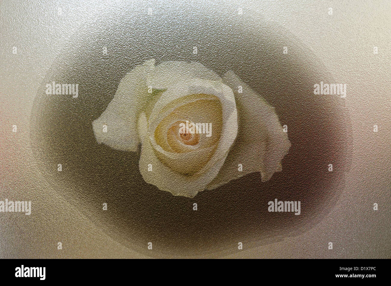 Ros background hi-res stock photography and images - Alamy