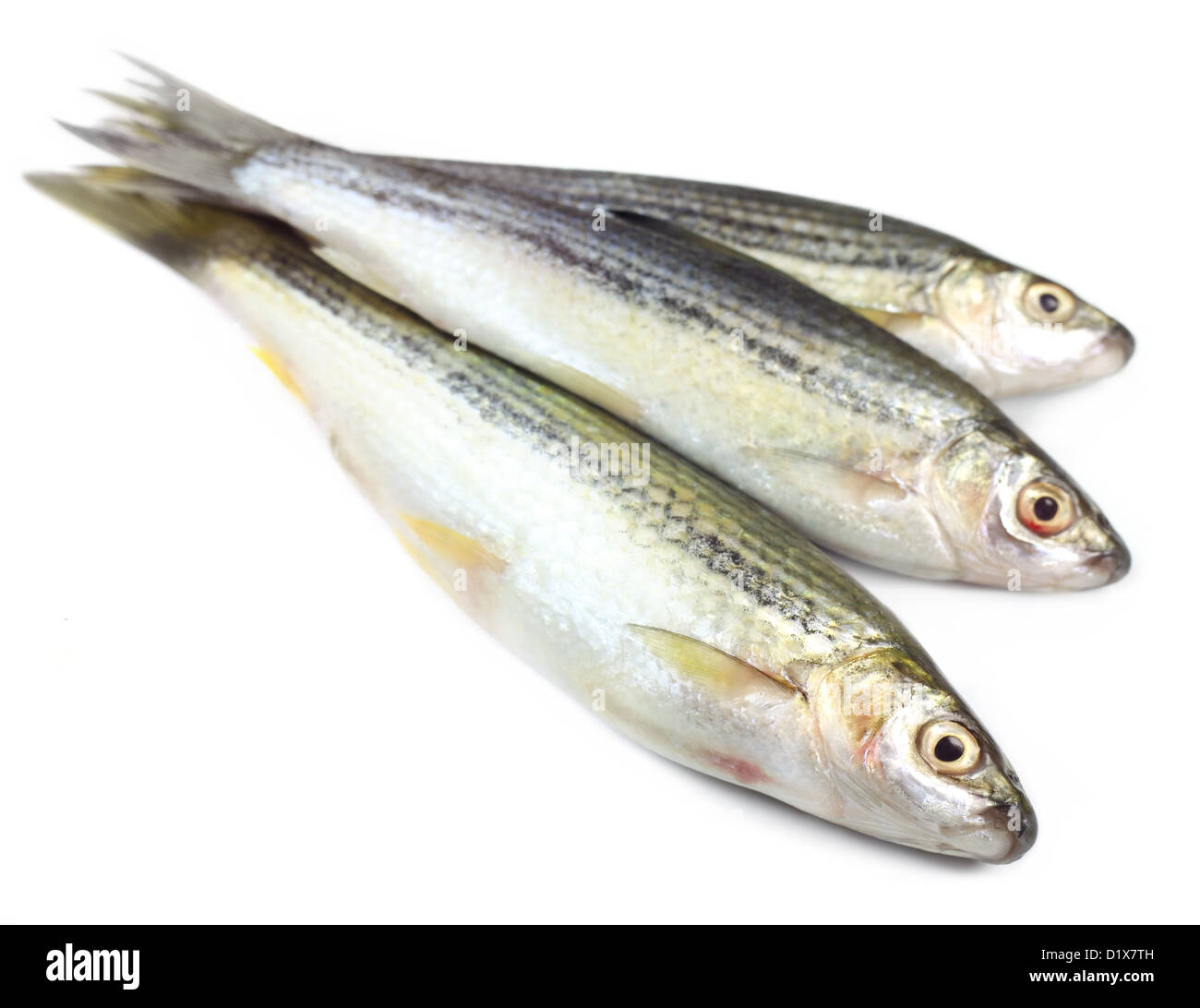 Cirrhinus reba hi-res stock photography and images - Alamy