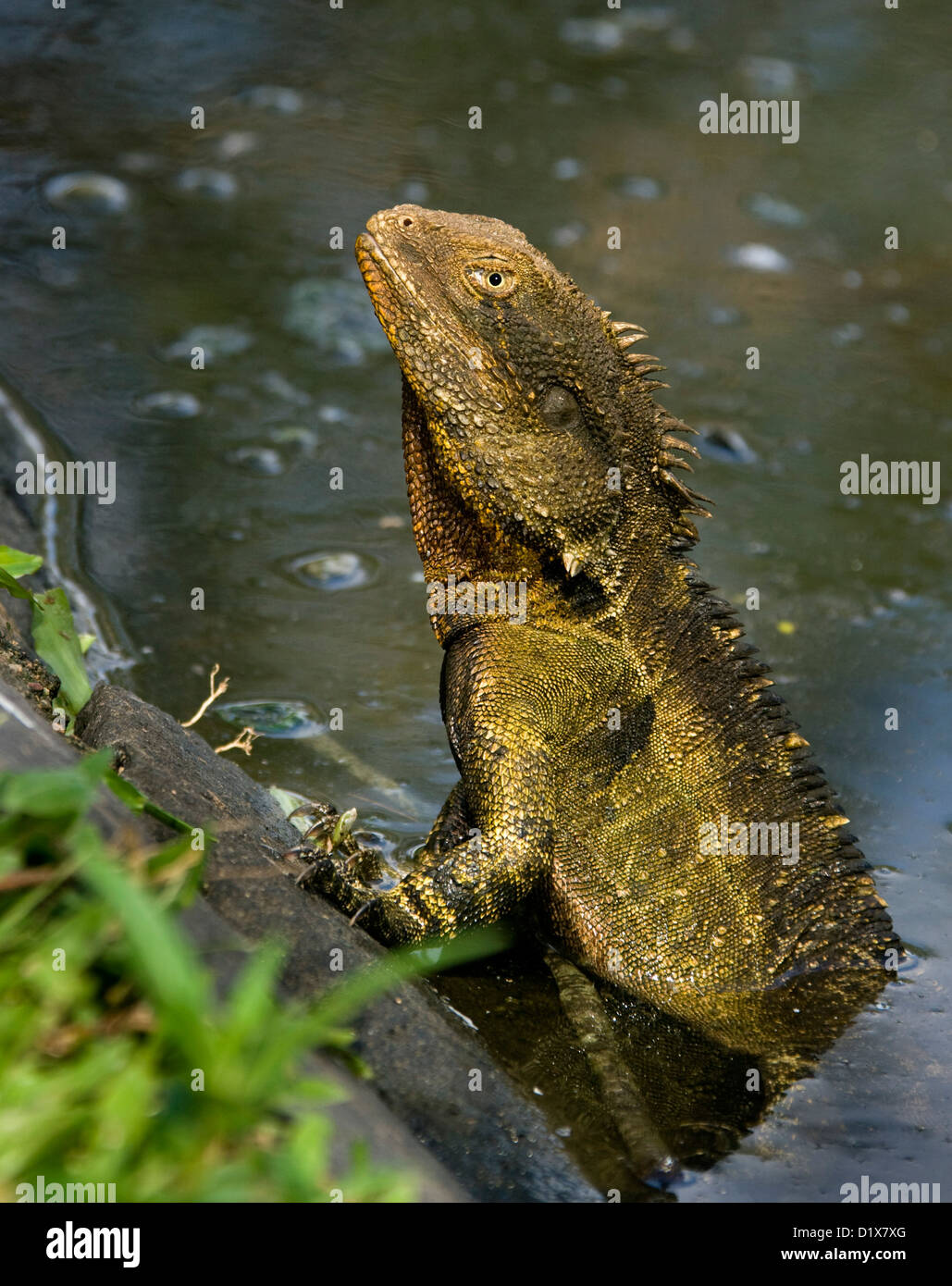 Australian eastern water dragon lizard emerging from water of lake ...