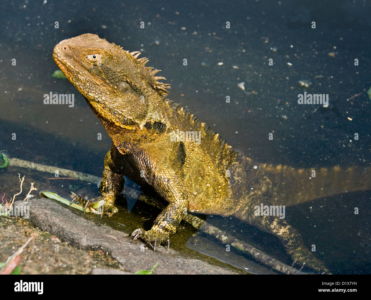 Australian lizards hi-res stock photography and images - Alamy
