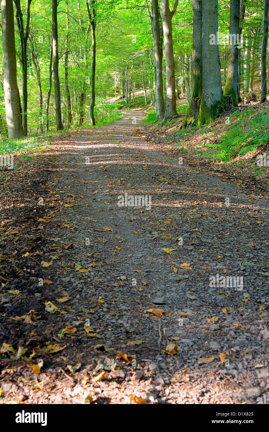 Ash tree lane hi-res stock photography and images - Alamy