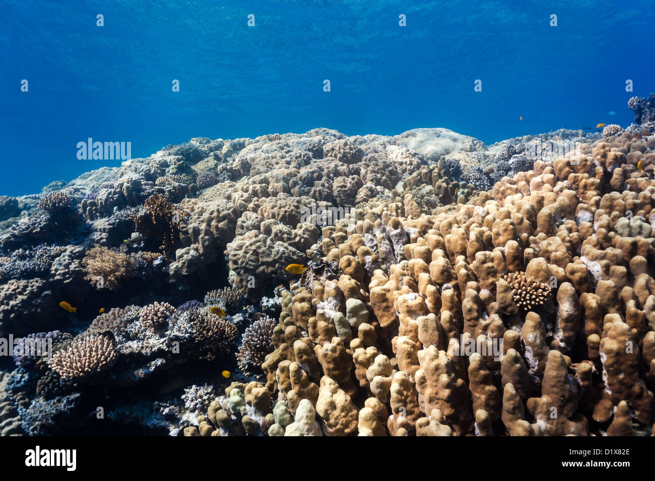 Porite coral reef hi-res stock photography and images - Alamy