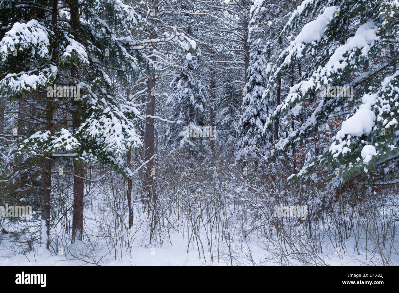 Typical Northern Minnesota winter forest terrain - Chippewa National ...
