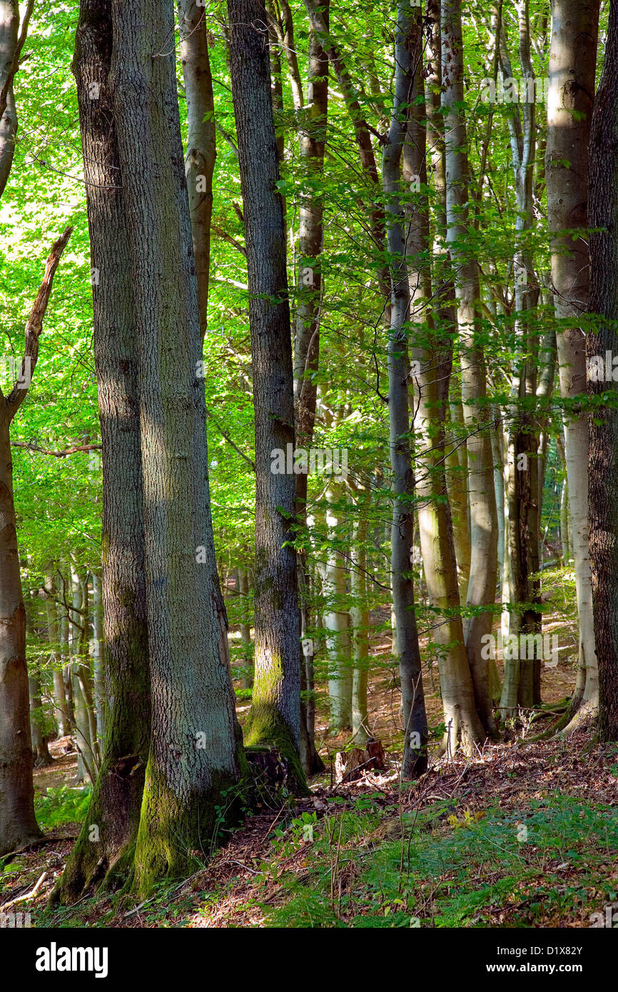 Mixed beech forest (beech, oak,) by Beckingen, Saarland / Germany Stock ...