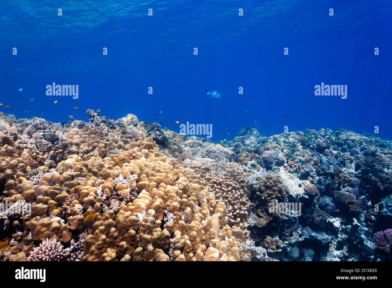 Tropical fish and hard porite corals in shallow water Stock Photo - Alamy
